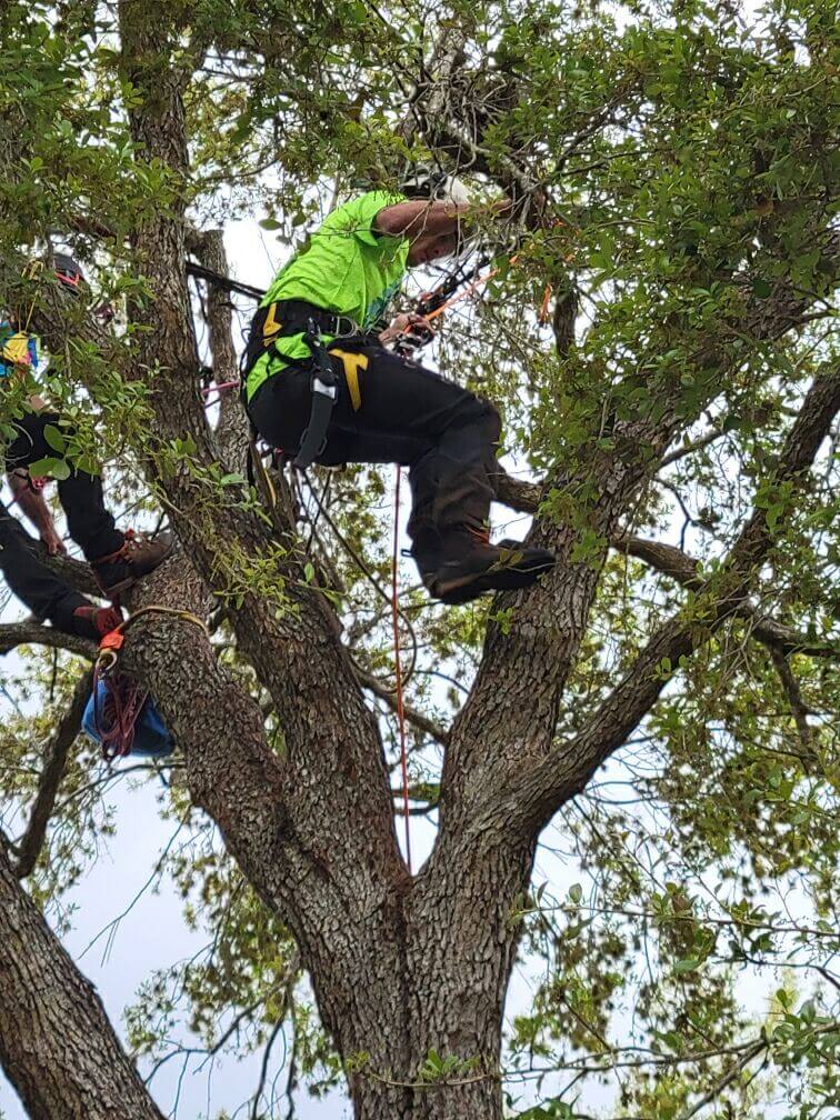 Florida Chapter Prescription Pruning Qualification (PPQ) - Florida ...