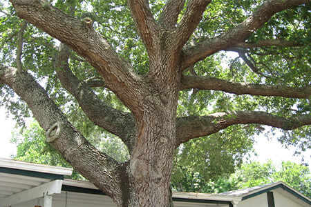 Home - Florida Chapter International Society of Arboriculture