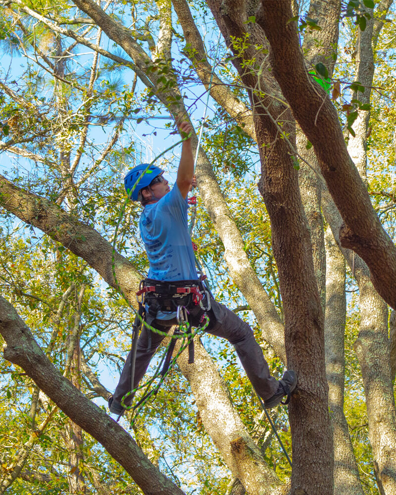 Florida Chapter Tree Climbing Championship (FLTCC) - Florida Chapter ...